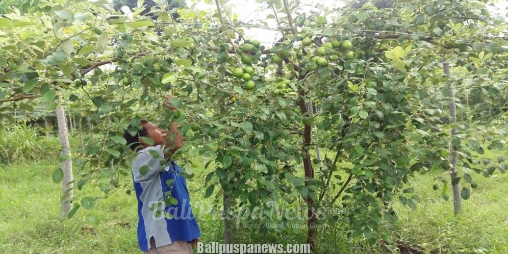 Buka Pasar Baru dengan Budidaya Bekul Super - Balipuspanews.com