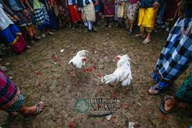 Tajen Tidak Salah, Unsur Judinya Yang Perlu Disikapi - Balipuspanews.com