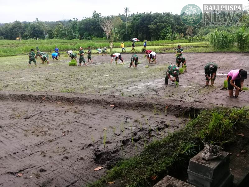 Pasukan Loreng Bantu Petani Desa Tumbu Menanam Padi - Balipuspanews.com