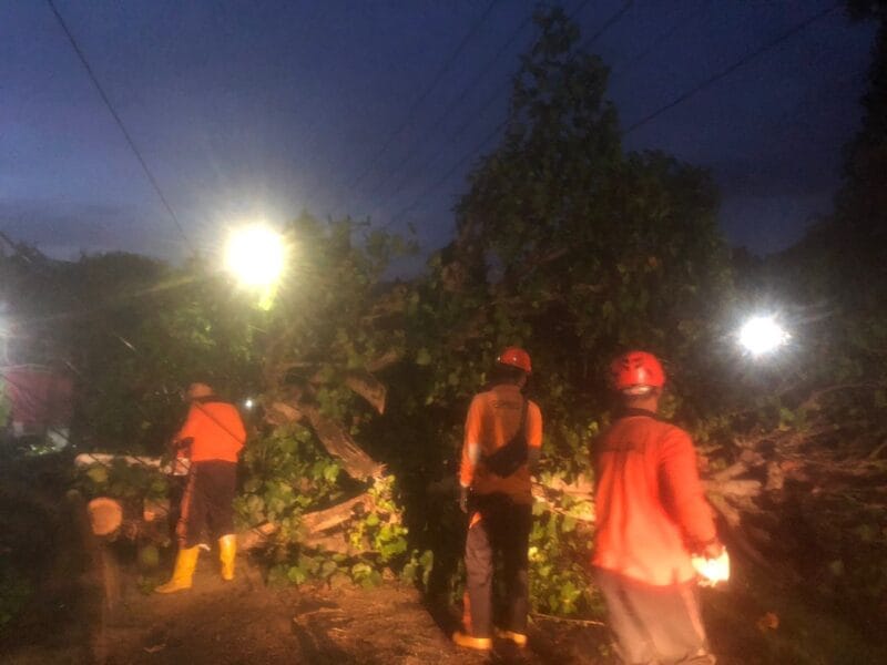 Pohon Tumbang di Kaliasem, Tutup Akses Jalan Warga Selama Tiga Jam ...