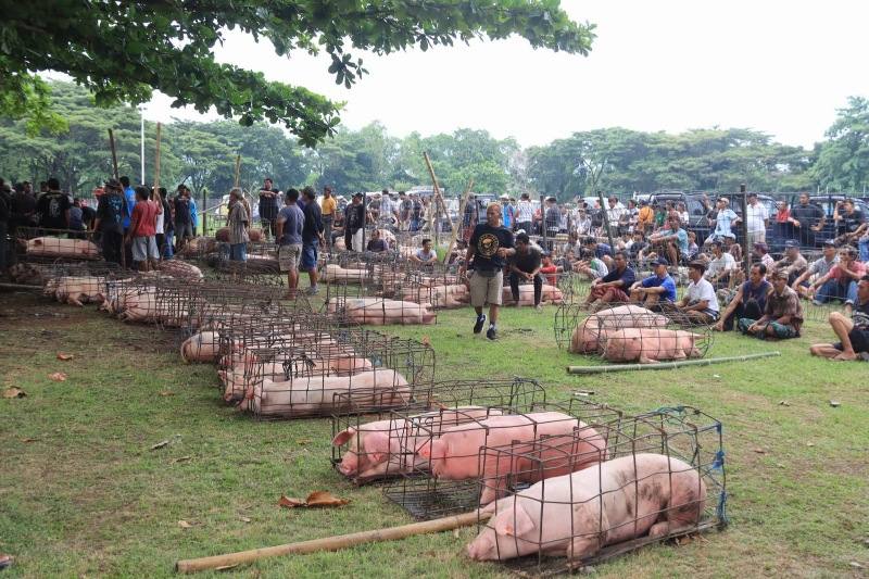 128 Ekor Babi dan Beras Dibagikan ke Seluruh Desa Adat - Sumber : Balipuspanews.com - BeritaSatu ...