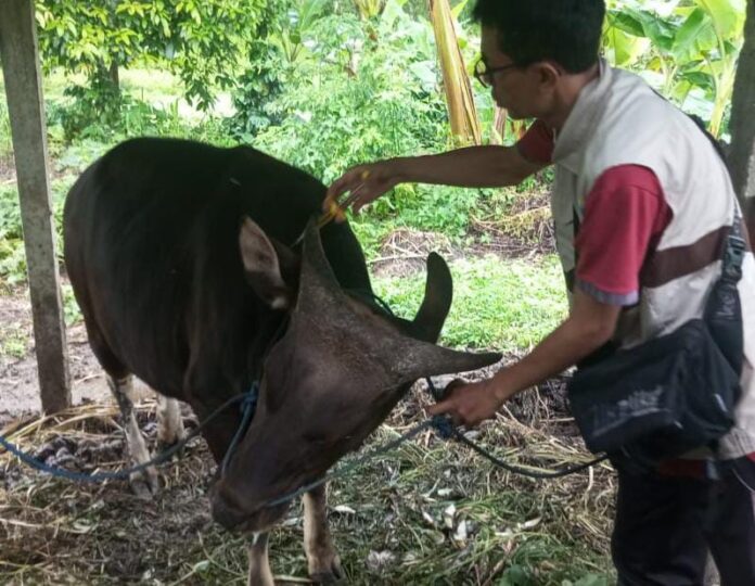 Diduga Terjangkit PMK, Sapi Milik Warga Besakih Mengeluarkan Busa ...